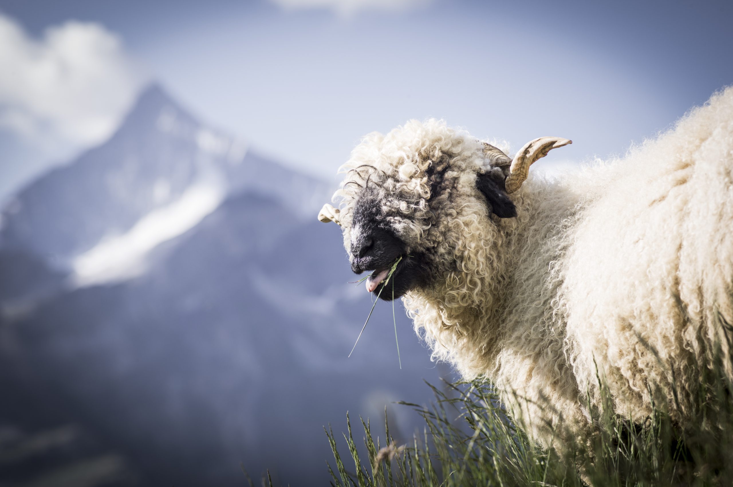 Walliser Schwarznasenschaf