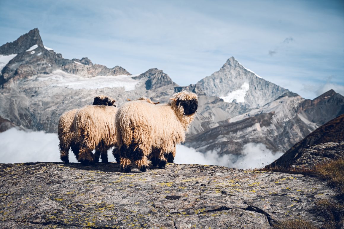 #perfectbynature: Die Schwarznasenschafe, ein Stück Walliser Tradition ...